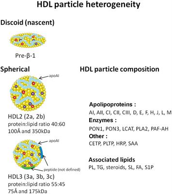 Hdl Molecule